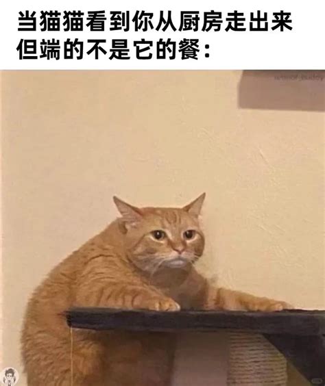 猫猫meme！！ 花瓣网