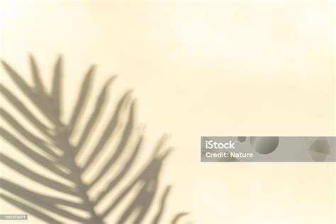 꽃 그림자 여름 배경 추상적 인 열대 햇빛 질감에 흰색 벽에 잎 그림자를 심는다 빈 손바닥 그림자 노란색 색상 텍스처 패턴 개념에 대한 스톡 사진 및 기타 이미지 Istock