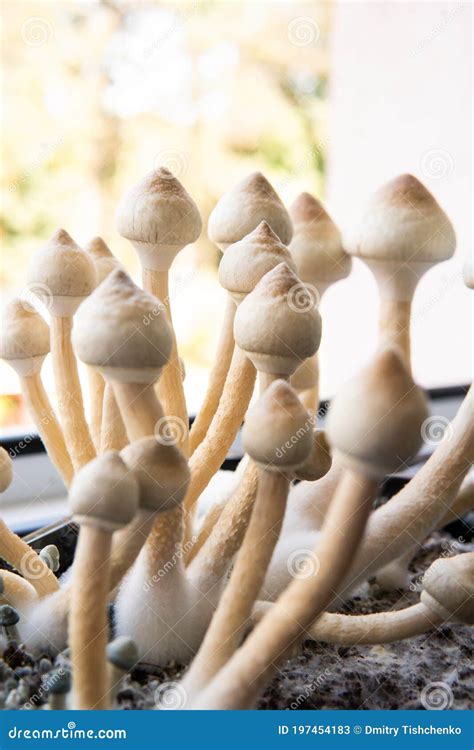 Fresh Psilocybin Shroom Psilocybin Cubensis Mushroom Fungi