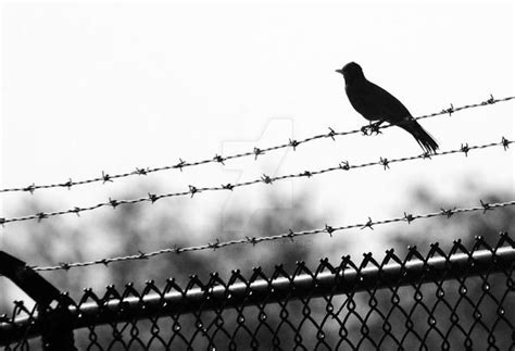 Jailbird By Houstonryan On Deviantart