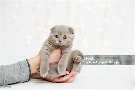 빛과 흰색 배경에 재미 귀여운 새끼 고양이 손에 스코틀랜드 접이식 고양이 복사 공간 가축에 대한 스톡 사진 및 기타 이미지