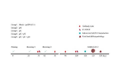 Schematic Of The Immunization And Sars Cov 2 Challenge Time Course Of Download Scientific