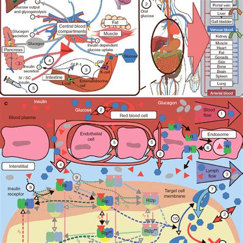 Perfusion Vs Permeability Rate Limited Tissue Models A Perfusion