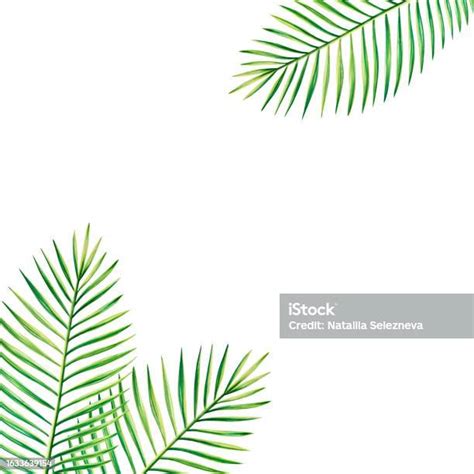흰색 배경에 분리된 야자수 잎의 사실적인 열대 삽화가 있는 수채화 프레임 아름 다운 식물 손으로 그린 꽃 요소 디자이너 스파