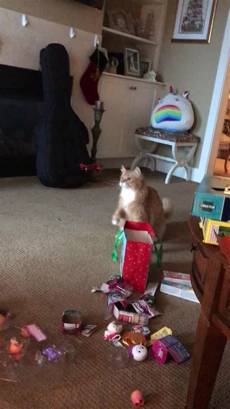 Vidéo Cat Does Not Like Drone Regardez Gratuitement