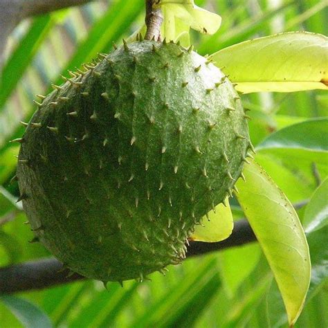 1657 Fl Oz Vinut 100 Soursop Juice Drink No Sugar Added
