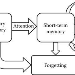 Conceptual Framework Short Term Memory Retention Long Term Memory Download Scientific