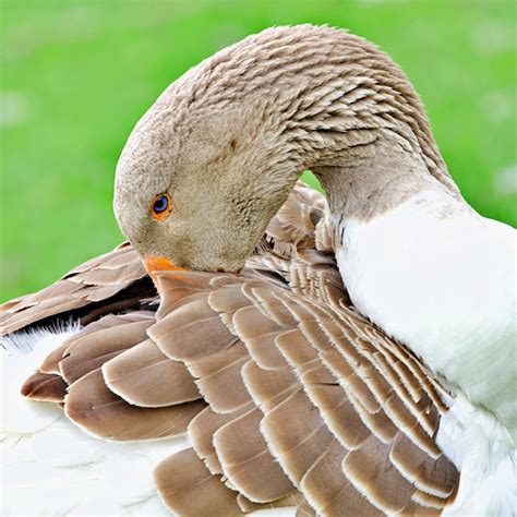 Premium Photo Close Up Of Bird
