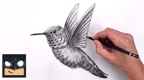 Hummingbird Outline Drawings