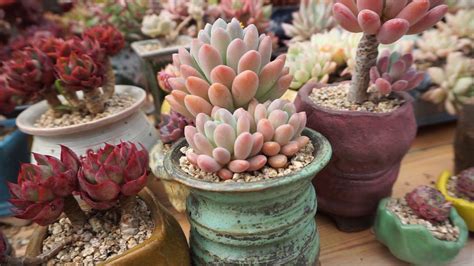다양하고 예쁜 다육이 농장 다녀왔어요 Youtube