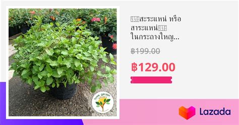 🌿สะระแหน่ หรือ สาระแหน่🌿 ในกระถางใหญ่ 8 นิ้วพืชสวนครัว สมุนไพรเพื่อสุขภาพ