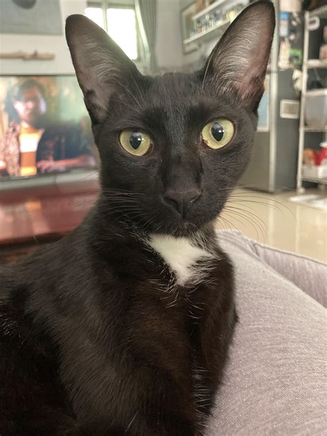 Cats With Big Noses