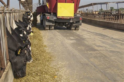 The Key To Successful Transition Cows The Rumen Ag Proud