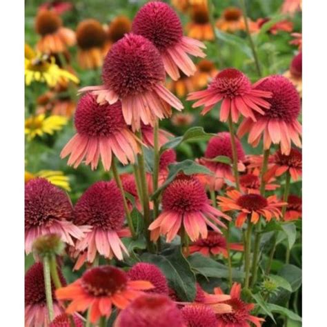 Jeżówka Carrot Cake Echinacea | szkółka roślin | wysyłka