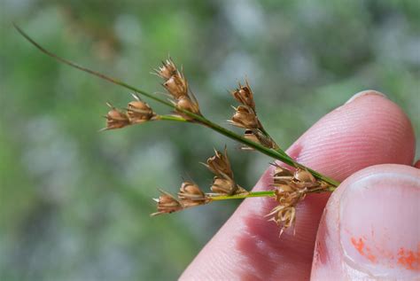 Juncus Tenuis Path Rush Fsus