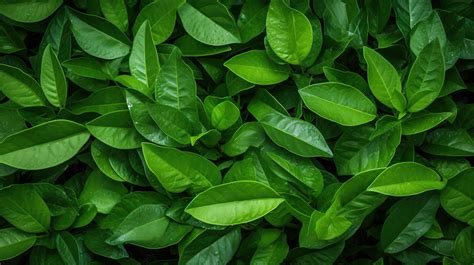 Polyalthia Lonolia Background Plant Texture Greenery Background Jungle Plants Background