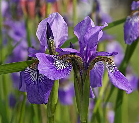 Iris In Bloom Stock Image Image Of Flowers Plant Spring 286809055