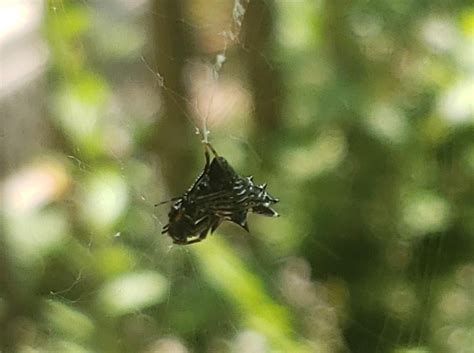 Yooooo Whats This Xenomorph Lookin Spider Rentomology