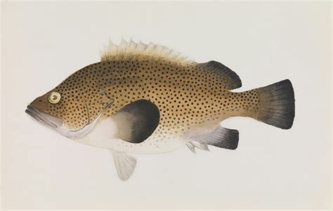 Biological Classification And Binomial Nomenclature