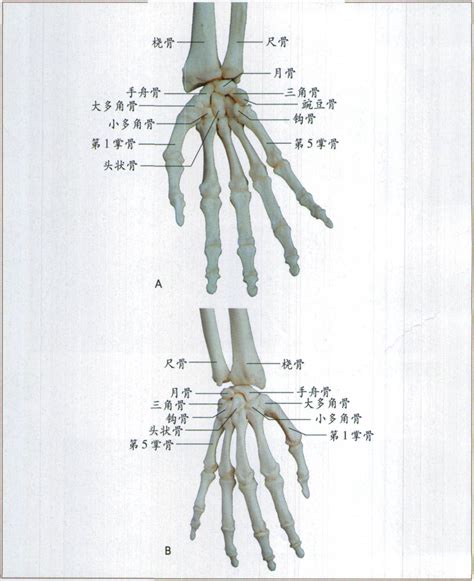 图4 37 桡腕关节骨性 手外科解剖学图鉴