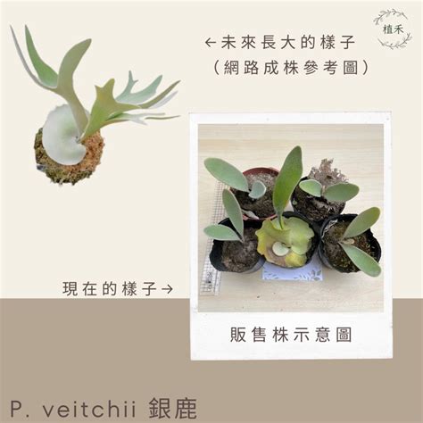 植禾 鹿角蕨側芽 銀鹿 白霍克 捲捲鹿 白鹿 白毛種 原生種 情人節 禮物 植物 蝦皮購物