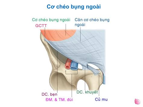 GIẢI PHẪU ỐNG BẸN PDF