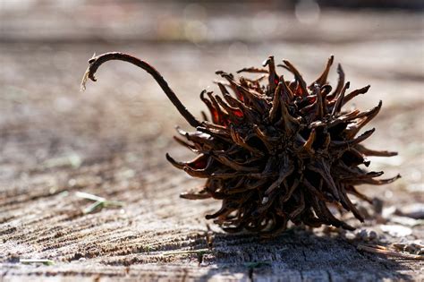 Seed Plant Pavement Free Photo On Pixabay Pixabay