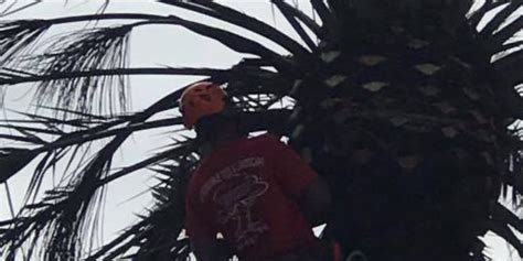 Proper Tree Pruning Techniques How To Prune Trees