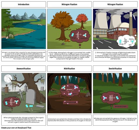 Nitrogen Fixation Storyboard By 937ea37b3f