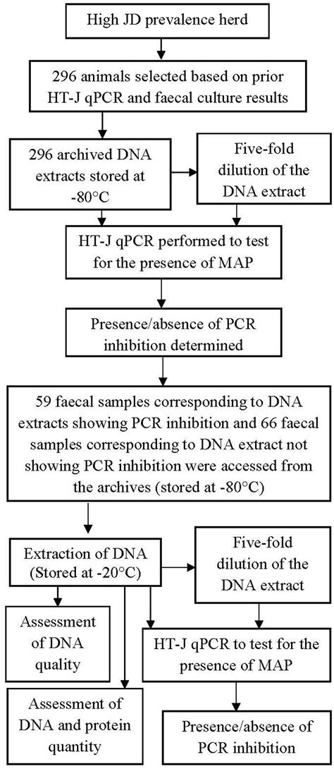 Frontiers Pcr Inhibition Of A Quantitative Pcr For Detection Of Mycobacterium Avium Subspecies
