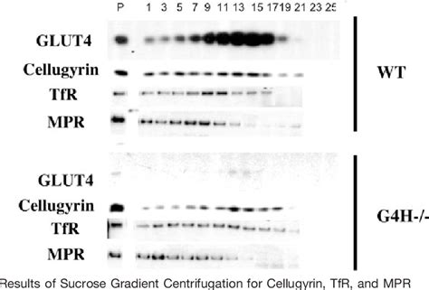 Figure 1 From Regulation Of Insulin Responsive Aminopeptidase Expression And Targeting In The