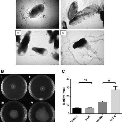 Flagellar Structures And Motility In P Extremaustralis A