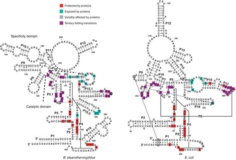 Phosphorothioate Iodine Data Mapped Onto The Secondary Structures Of B Download Scientific