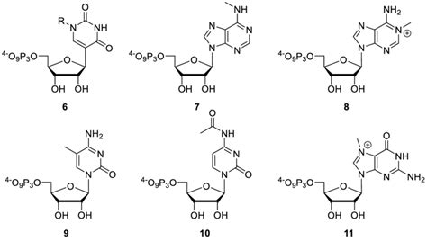 Chemical Structures Of Nucleoside Triphosphate Bearing Naturally