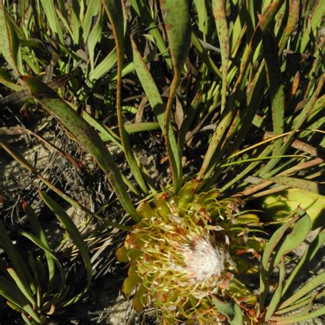 Protea Acaulos Seeds Buy Online