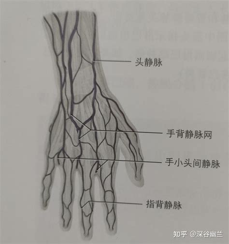 透过解剖合谷穴查病因 知乎