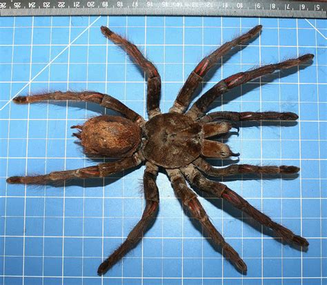 The Largest Spider On Earth Amazing Facts About The Goliath Bird Eater