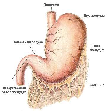 Желудок | Библиотека EVC