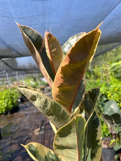 Tineke Rubber Plant Live Ficus Elastica Variegata 3ft Tall