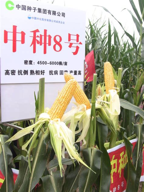 盛谷8号玉米品种沃玉111玉米品种玉米品种大山谷图库