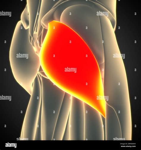 Video Gluteus Maximus Muscle Gluteus Medius Origin Insertion Innervation Function Ffpkg