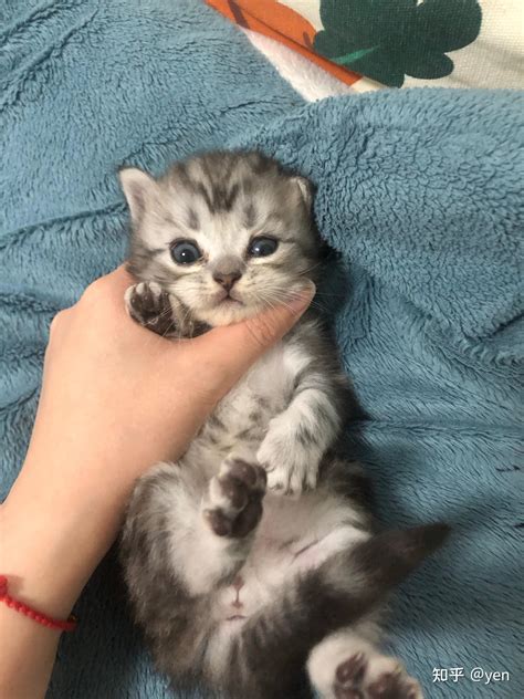 美短虎斑的饲养技巧有哪些？ 知乎