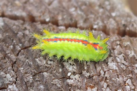 毒のある毛虫と無い毛虫 種類と駆除方法 ガーデニングの図鑑