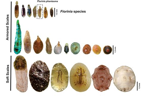 New Guide Details Management Of Invasive Scale Insect In Florida