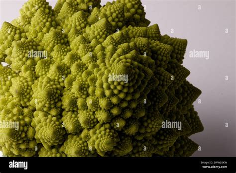 Macro Of A Biological Example Of Fibonacci Spirals And Fractals In