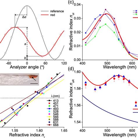 Diagram Of The Jaminlebedeff Interference Microscope P Polarizer