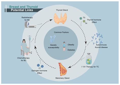 Links Between Breast And Thyroid Cancer Hormones Genetic