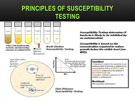 Ppt Kirby Bauer Antibacterial Sensitivity Testing Powerpoint