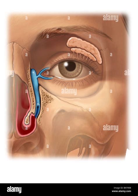 Nasolacrimal Duct Eye Model