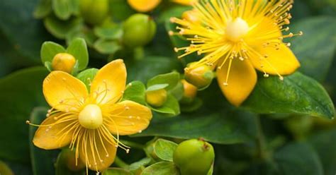 El Té De Una Poderosa Hierba Medicinal Que Alivia Los Síntomas De La Menopausia La Osteoporosis